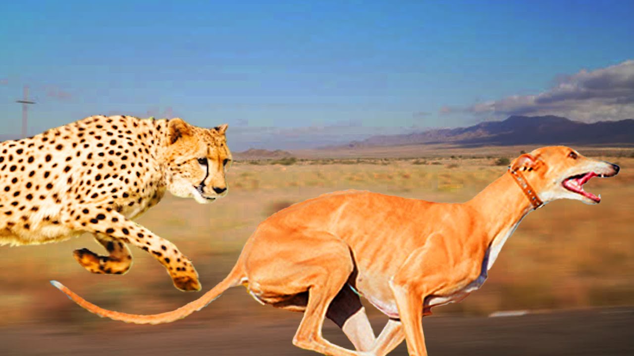 Top 10 Fastest Animals in the World - Fastest Runners on this Planet ...