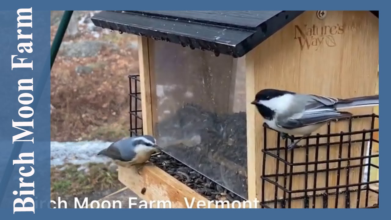 Backyard Bird Watching Video at Birch Moon Farm | Relaxing, Calming ...