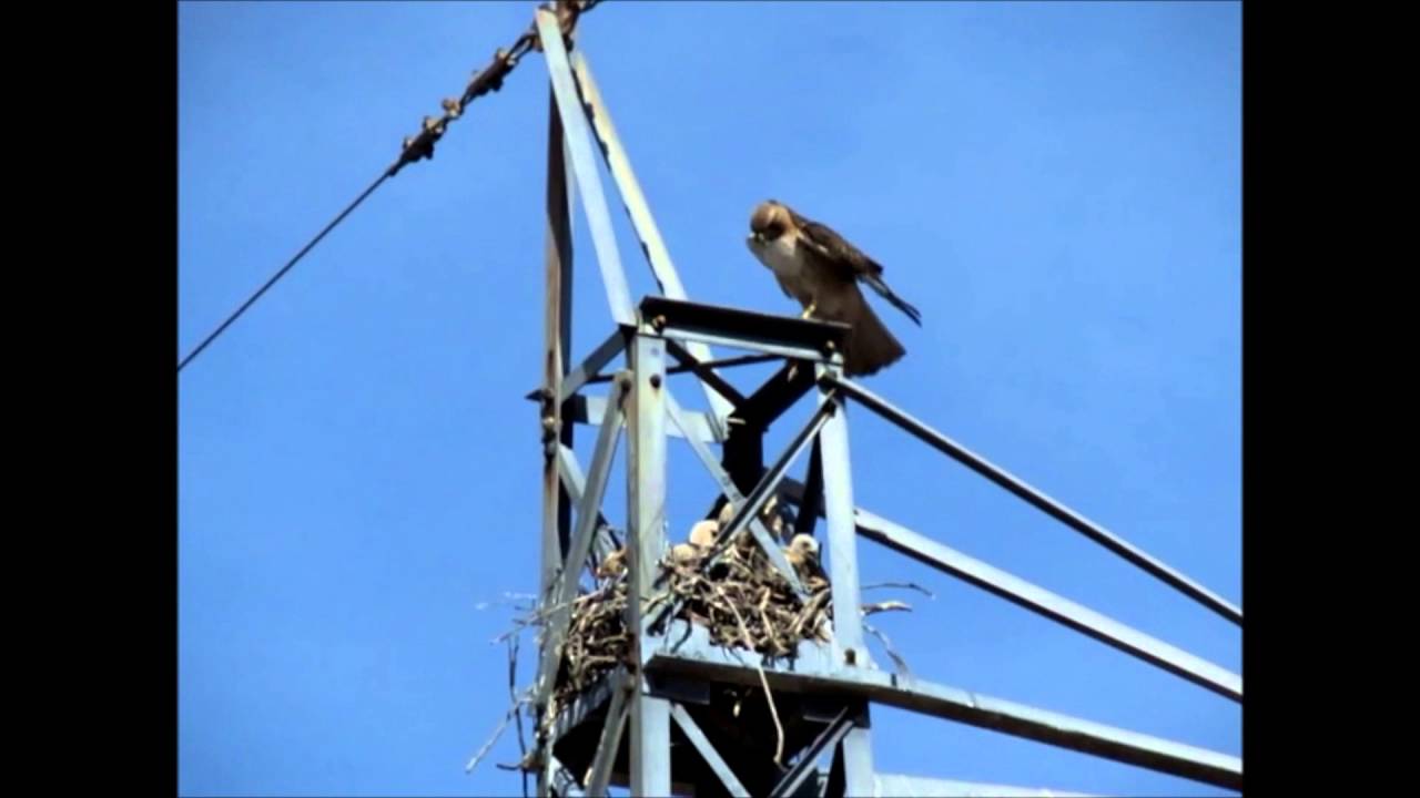 Red-Tail Hawk Feeding Chicks - YouTube