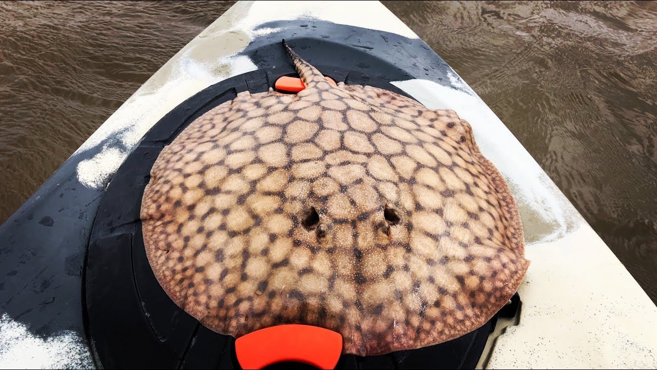 TEMIBLE! Raya de Rio! pesca en kayak en Hudson Rio de la Plata | Kayak ...