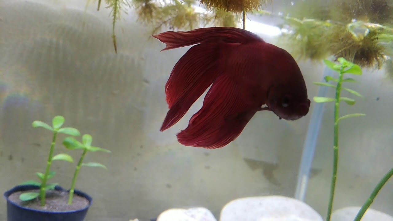 Red Veiltail Male Betta Fish (10 SECS) - YouTube