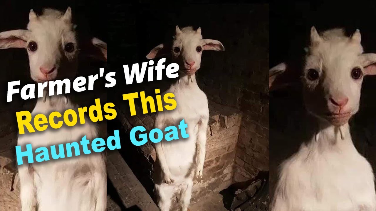 Farmer's Wife Records Goat Standing Like a Human Real or Supernatural ...