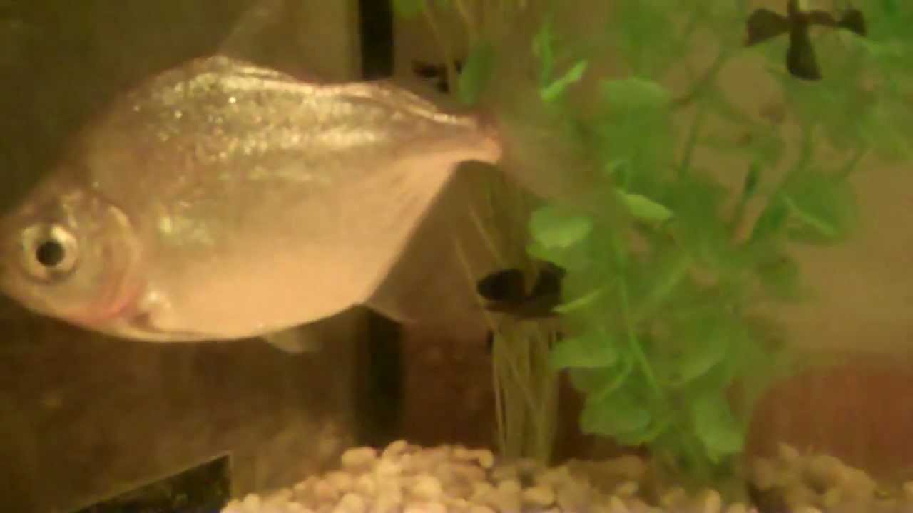 Bob the Fish 28 Years Old January 2012 - Update - YouTube