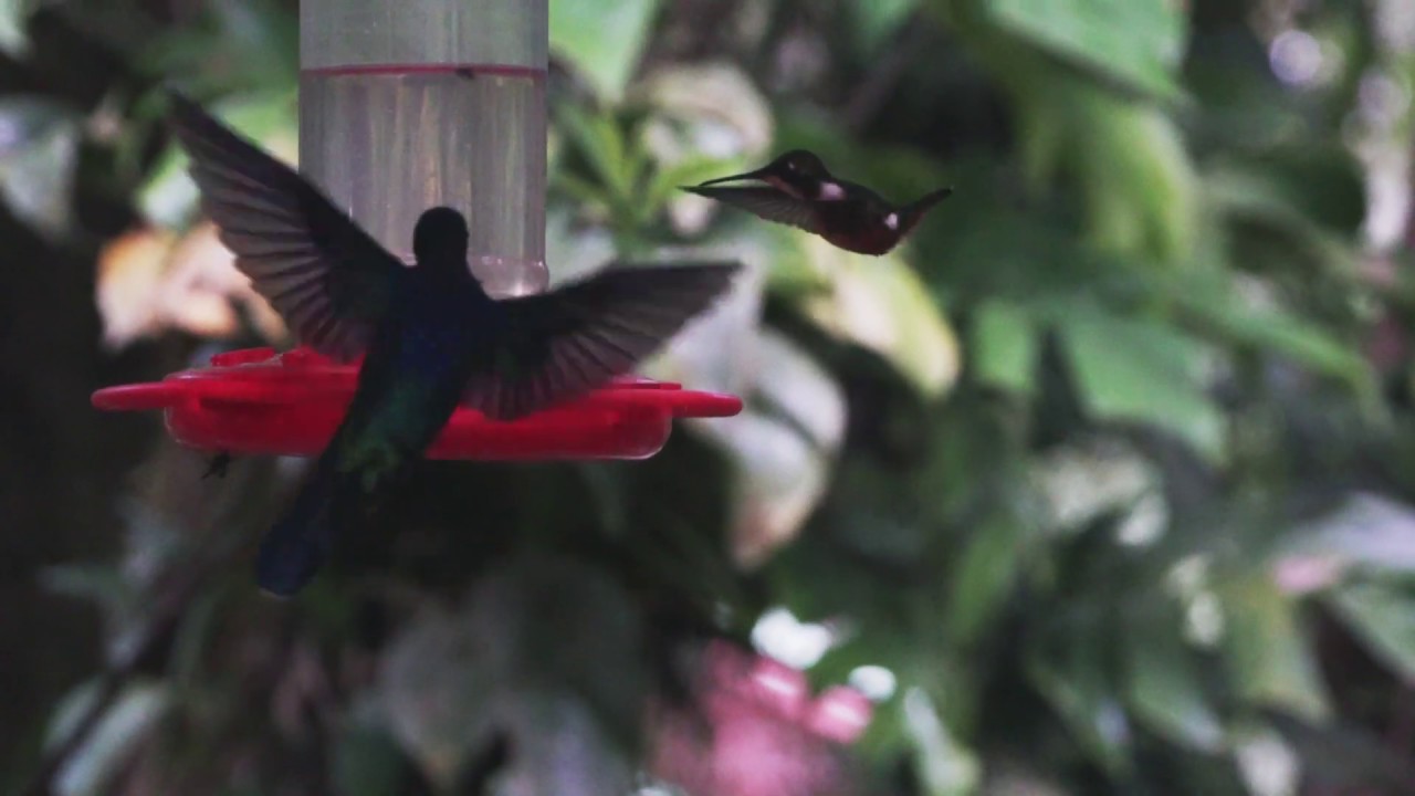 Hummingbirds in slow motion | Sony a6500 120 fps test - YouTube