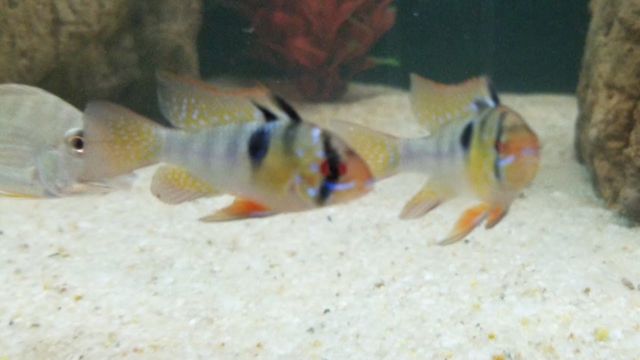 What juvenile German Blue Rams should look like - YouTube
