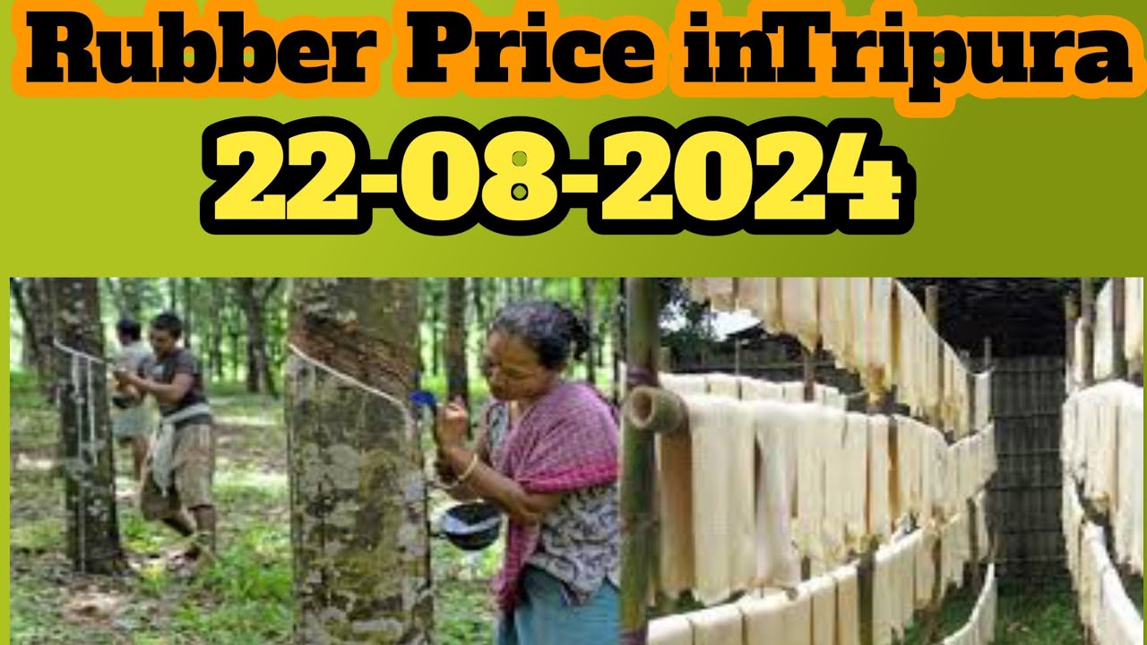 Rubber Price inTripura|Today Rubber Price|22-08-2024 ...