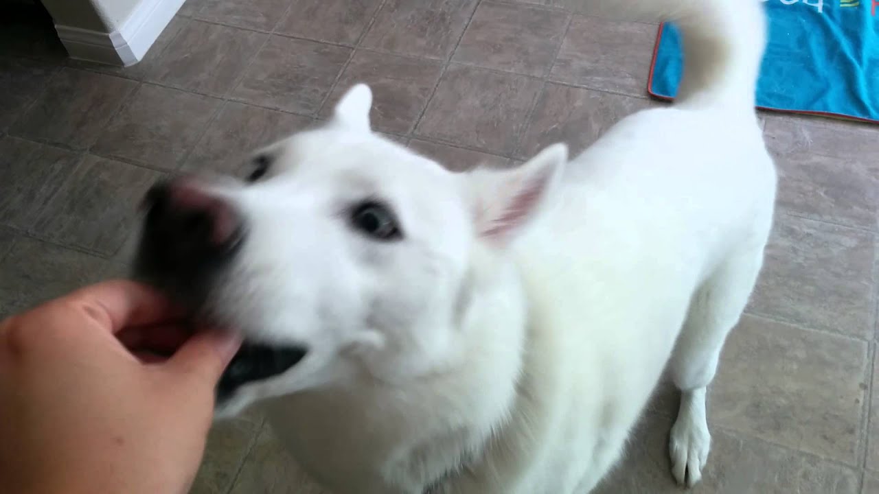 Husky dog stretching, Part II - YouTube