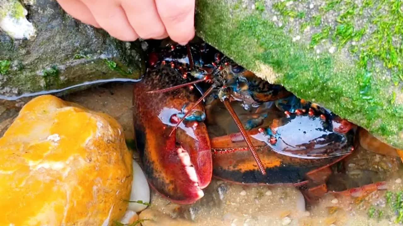 Lobster is afraid of the sun and hides under the reef and dare not come ...