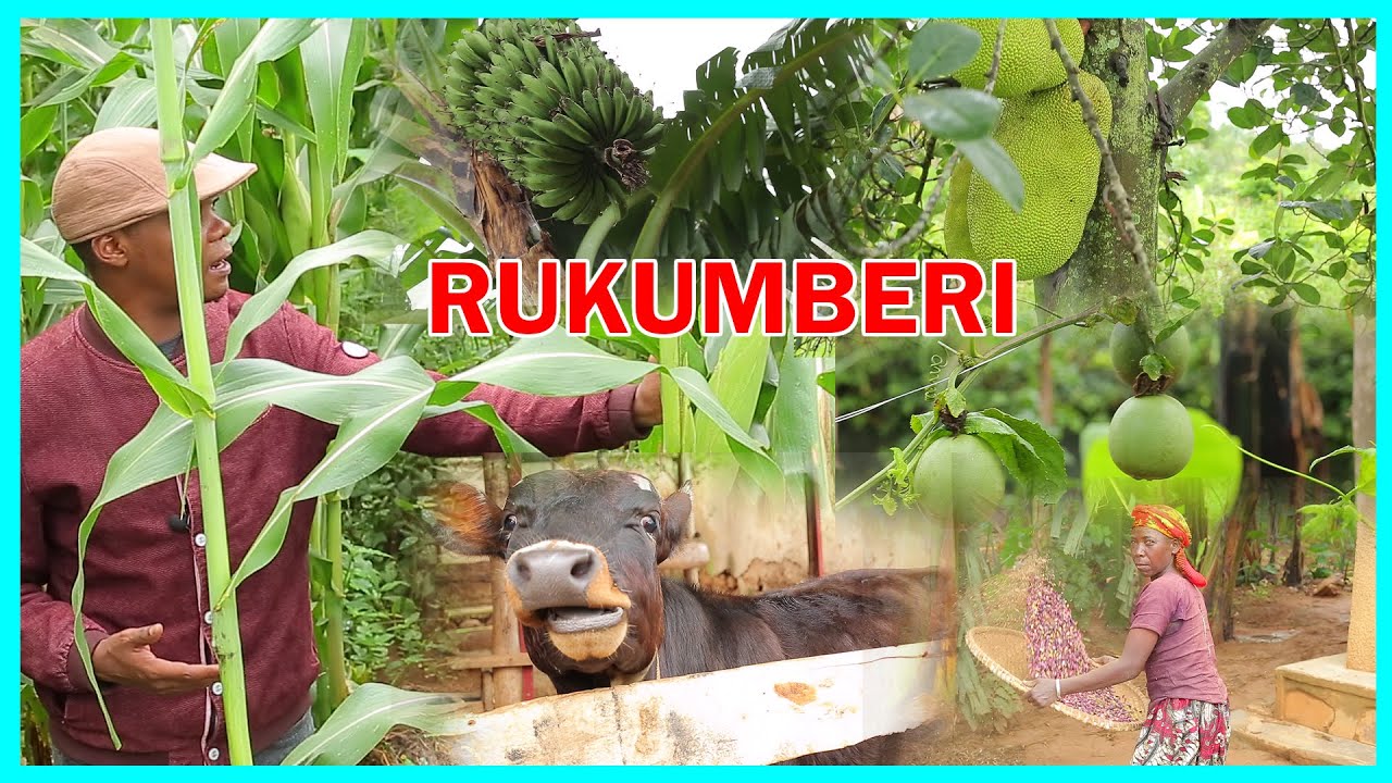 UMURENGE WA RUKUMBERI WONYINE WAKEMURA IKIBAZO CY’INZARA MU ...