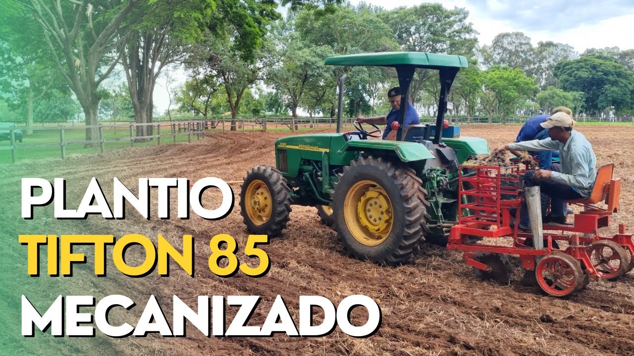 PLANTIO MECANIZADO DE TIFTON 85 COM MUDAS DE BANDEJAS Ep#261 - YouTube