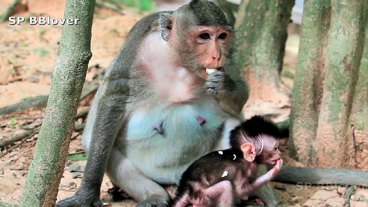 Very Cute Baby Monkey More Active Now - BBlover 9 - YouTube
