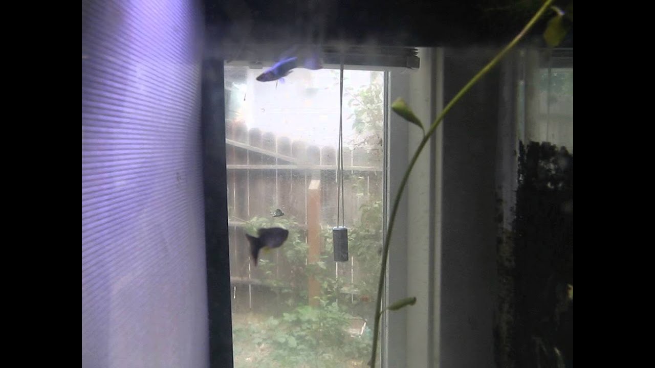 Cool Envrionmental Aquarium Without Co3 Gas YouTube cool-envrionmental-aquarium-without-co3-gas-youtube