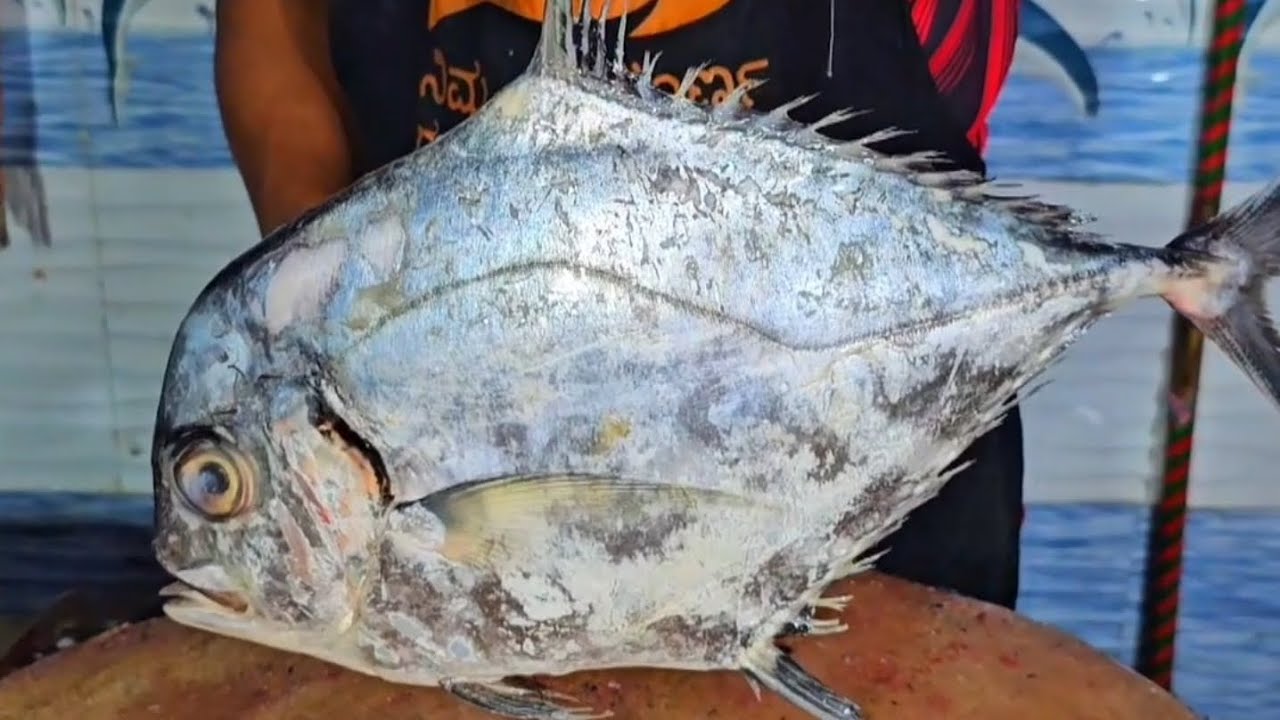 Silver Trevally Kannadi Vatta Fish കണ്ണാടി പാര sagar fish world hoodi ...