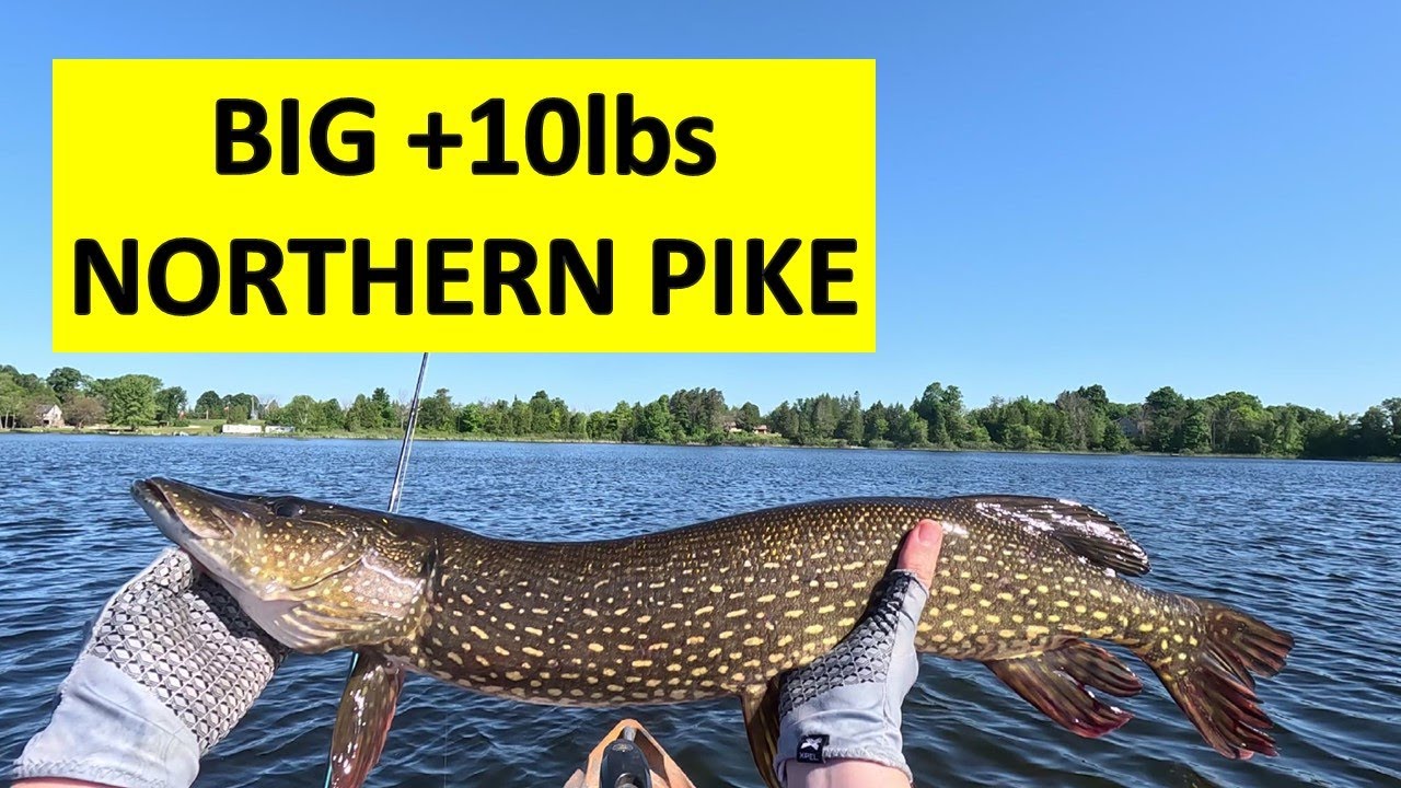 BIG Northern Pike - Kayak Fishing - YouTube