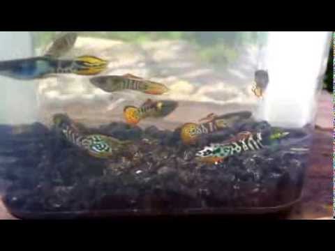 Endler hybrid Guppy - YouTube