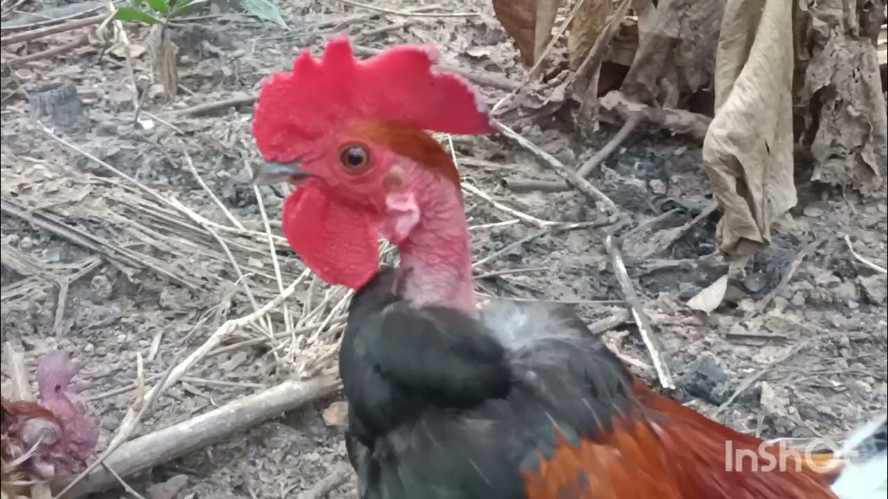 Dib Qaib qus February 4, 2025 - YouTube