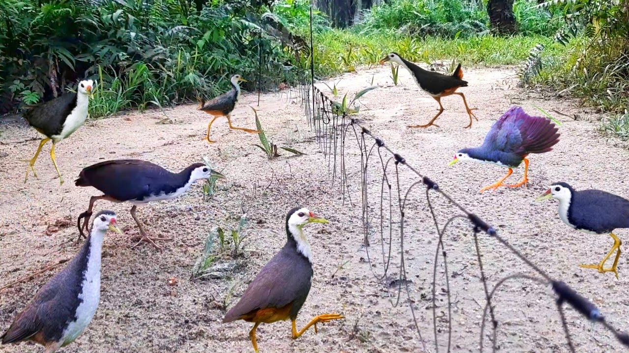 How to hunt birds | Easy way to hunt birds | Best bird catching trap ...