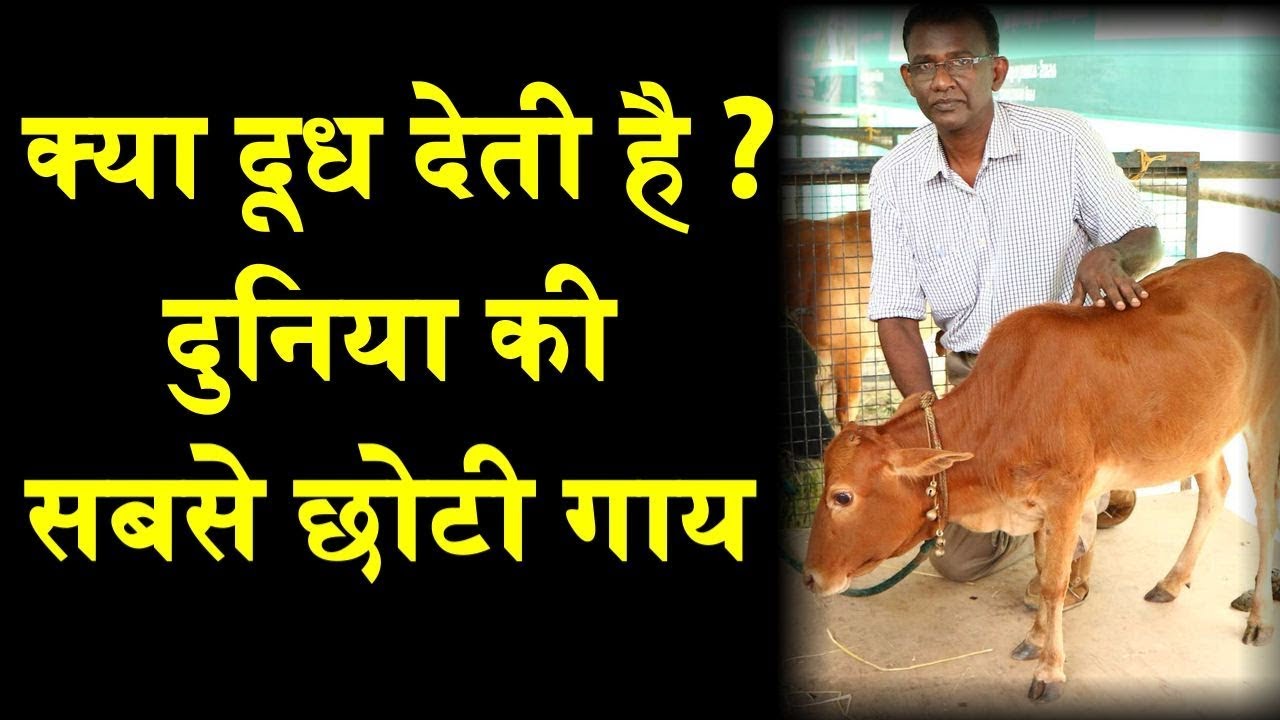 जानिए World की सबसे छोटी Cow Manikyam के बारे में | World's Shortest ...