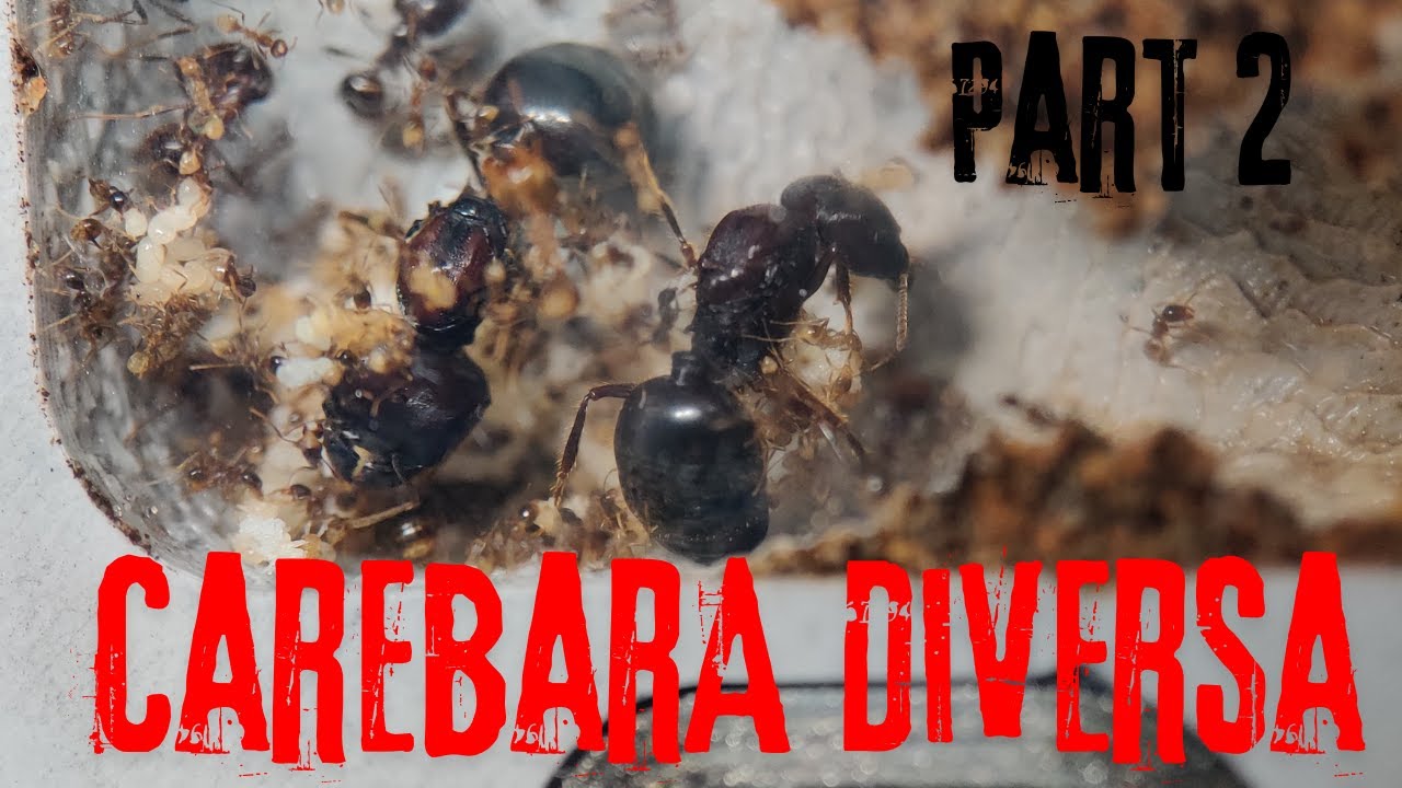 Carebara Diversa part 2 (The Ant Merchant)(Asian Marauder Ants) (4K ...