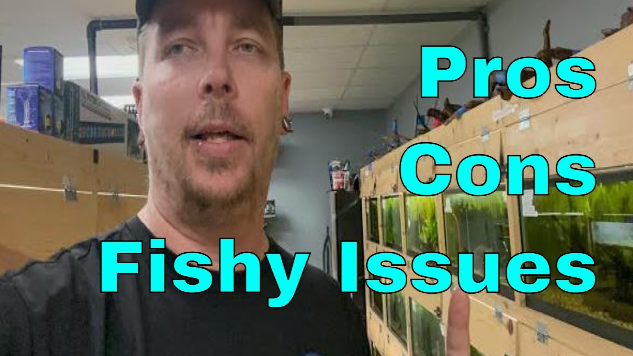What it is Like Owning a Fish Store - YouTube