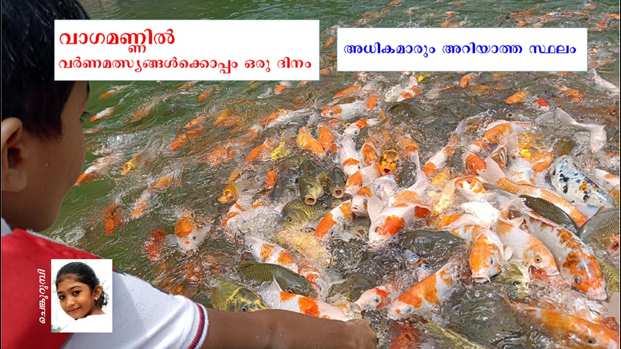 KPM Fish Farm Vagamon - വാഗമണ്ണിലെ വര്‍ണമത്സ്യങ്ങള്‍ - YouTube
