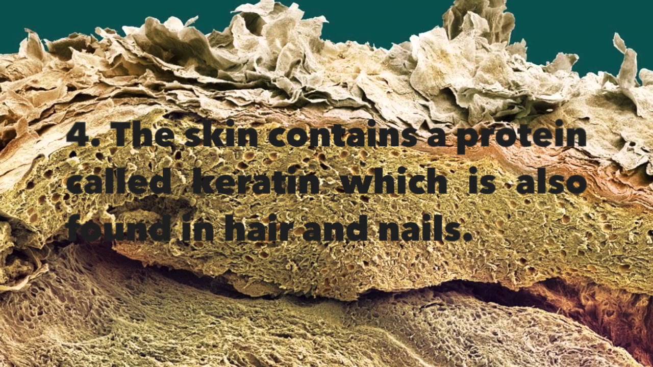 10 interesting facts about skin - YouTube