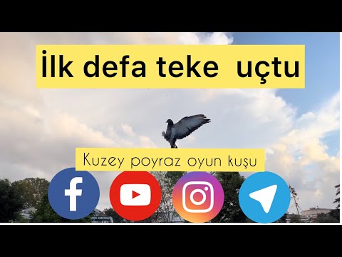 İlk teke uçan bir yavru