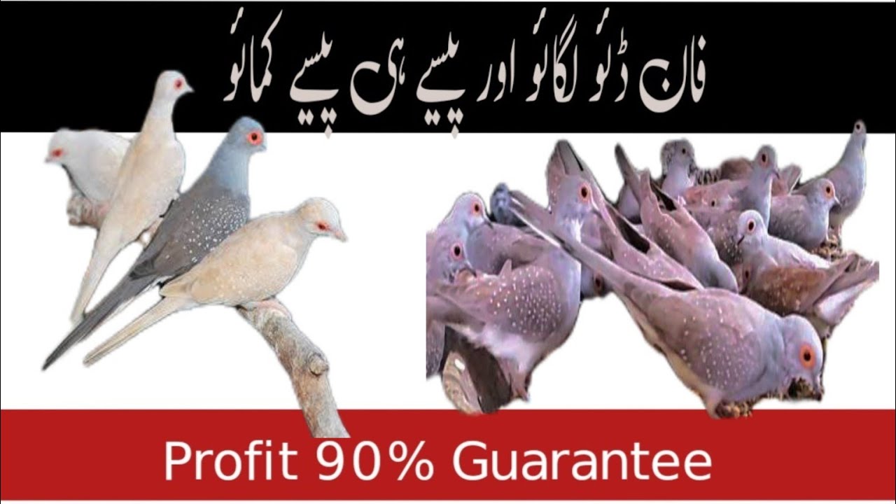 Complete Information and Breeding Tips of Red Dove - YouTube