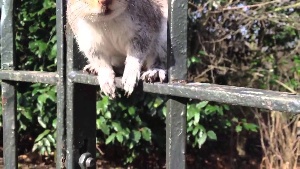 Friendly Grey squirrel - YouTube