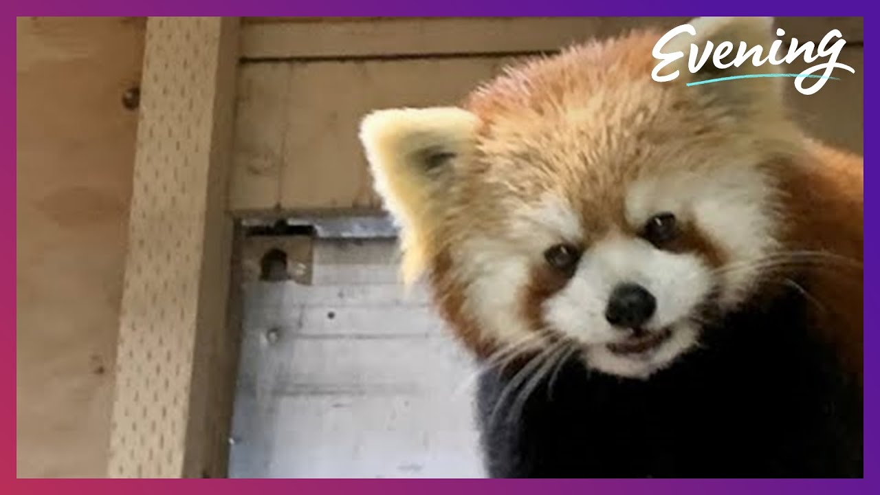 Meet the real-life inspo for Disney's 'Turning Red' ️ Woodland Park Zoo ...