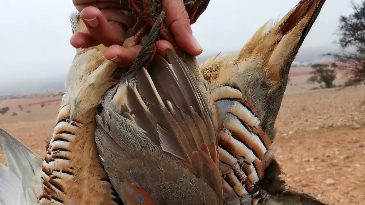 Chasse Maroc 2018 - YouTube