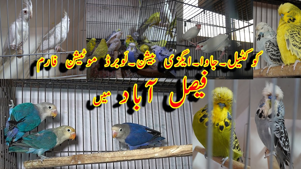 Cocktail-Java-Exhibition-Lovebirds Mutation Mini Farm in Faisalabad - YouTube