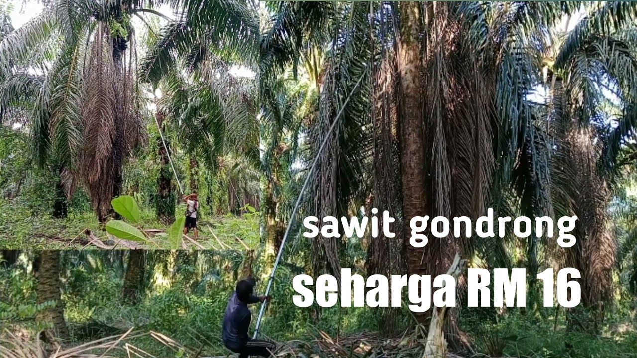 pruning sawit pokok tinggi terlalu semak seharga RM 16 - YouTube