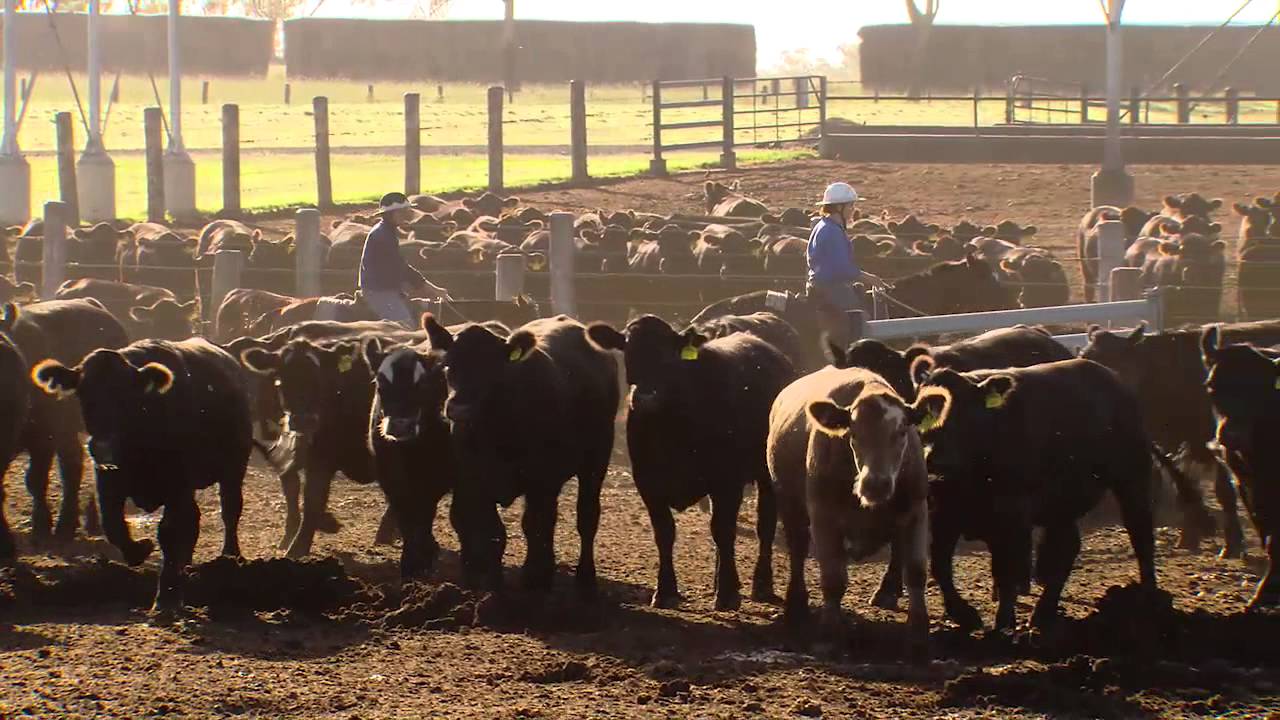 FOURTH Animal Welfare Freedom: Freedom to express normal behaviour ...