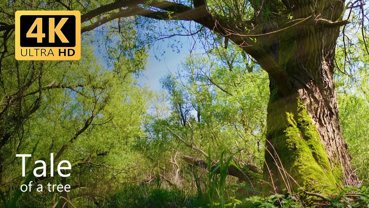 Tale of a tree - Nature ASMR - White noise for Focus - Work - Sleep -TV ...