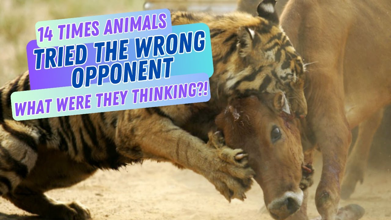 14X Animals MESSED with the WRONG Opponent! - YouTube