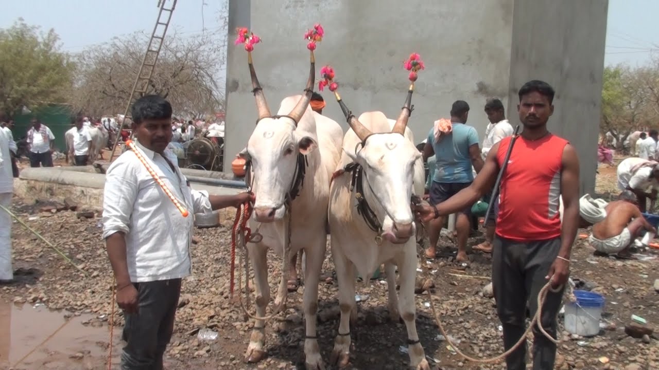 Handsome khillar bulls pair for sale at 2 lakhs in Aigali cattle fair ...