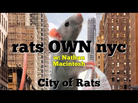 Rats Own NYC | City of Rats | Episode 42 w/ Nathan Macintosh - YouTube