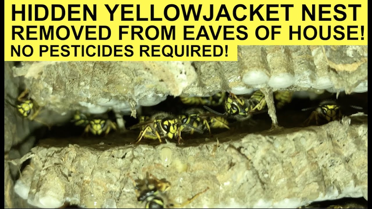 YELLOWJACKET WASP NEST REMOVED FROM HOUSE! No pesticide used! Vespula ...