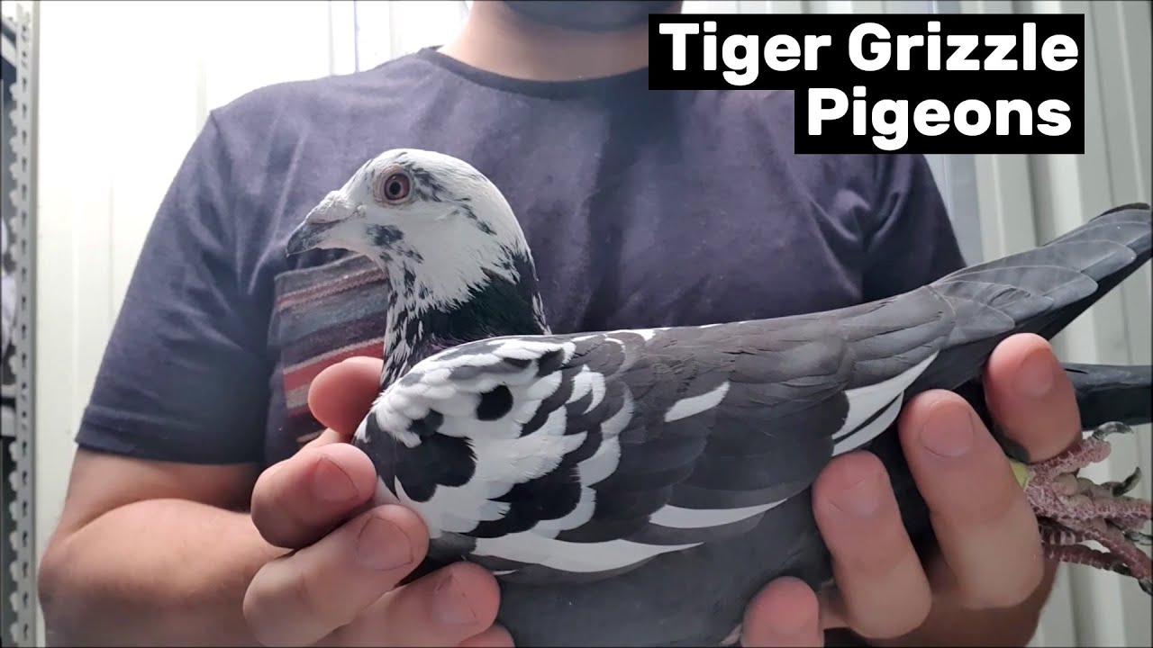 My Tiger Grizzle Pigeons - YouTube