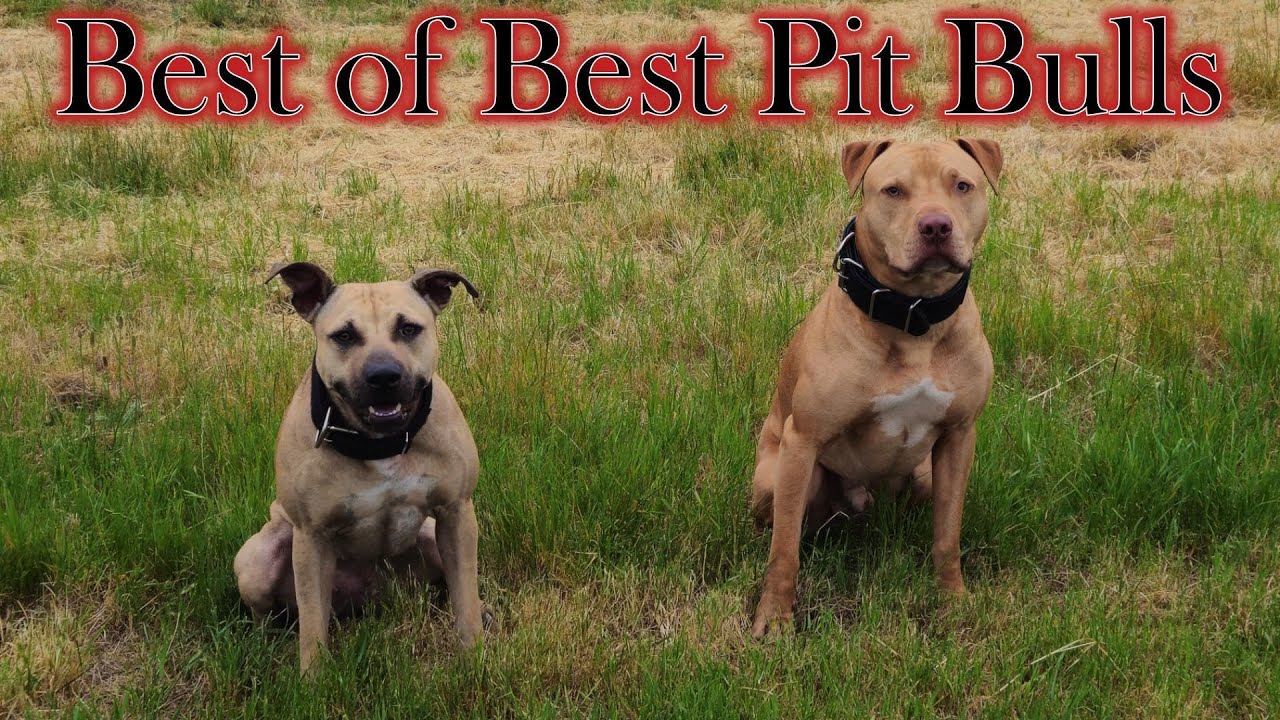 Best of Best Pit Bulls! - YouTube