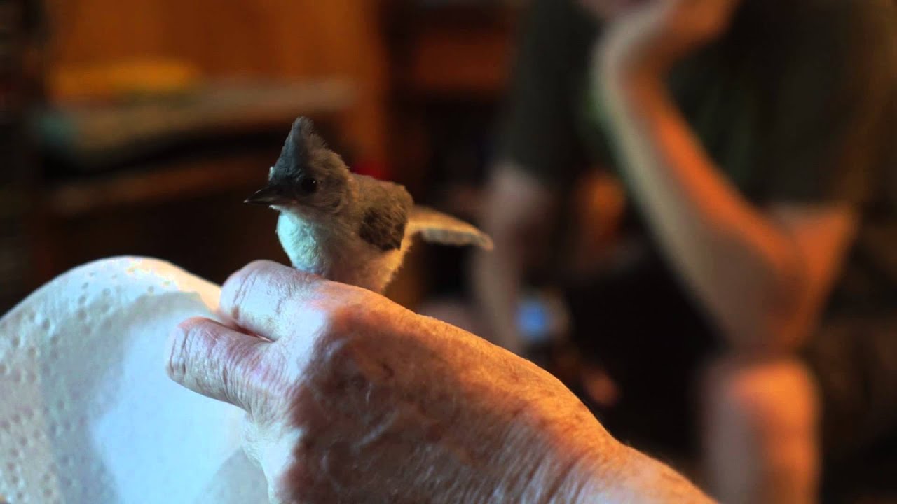 Baby tufted titmouse - YouTube
