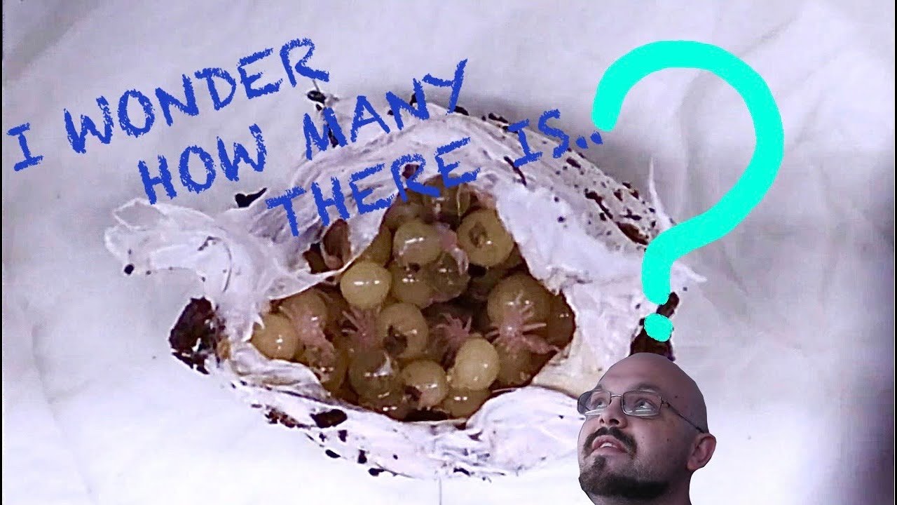 Australian Tarantula egg sac opening - Phlogius Cooktown Goliath - YouTube