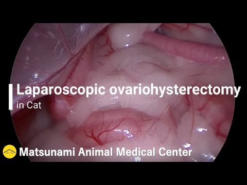 猫の腹腔鏡下両側卵巣子宮摘出手術（避妊手術）（解説付き）／ Laparoscopic ovariohysterectomy (spay) in ...