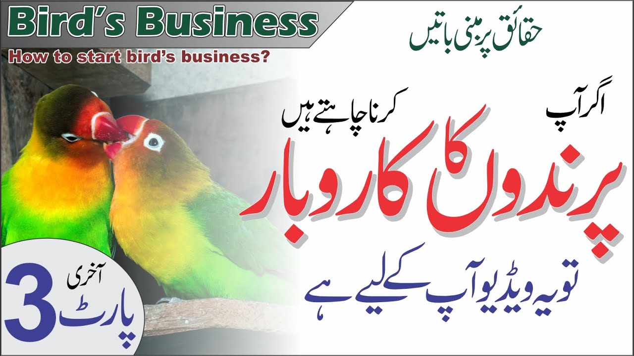 How To Start Successful Bird's Business?|The Real Facts About Bird's ...