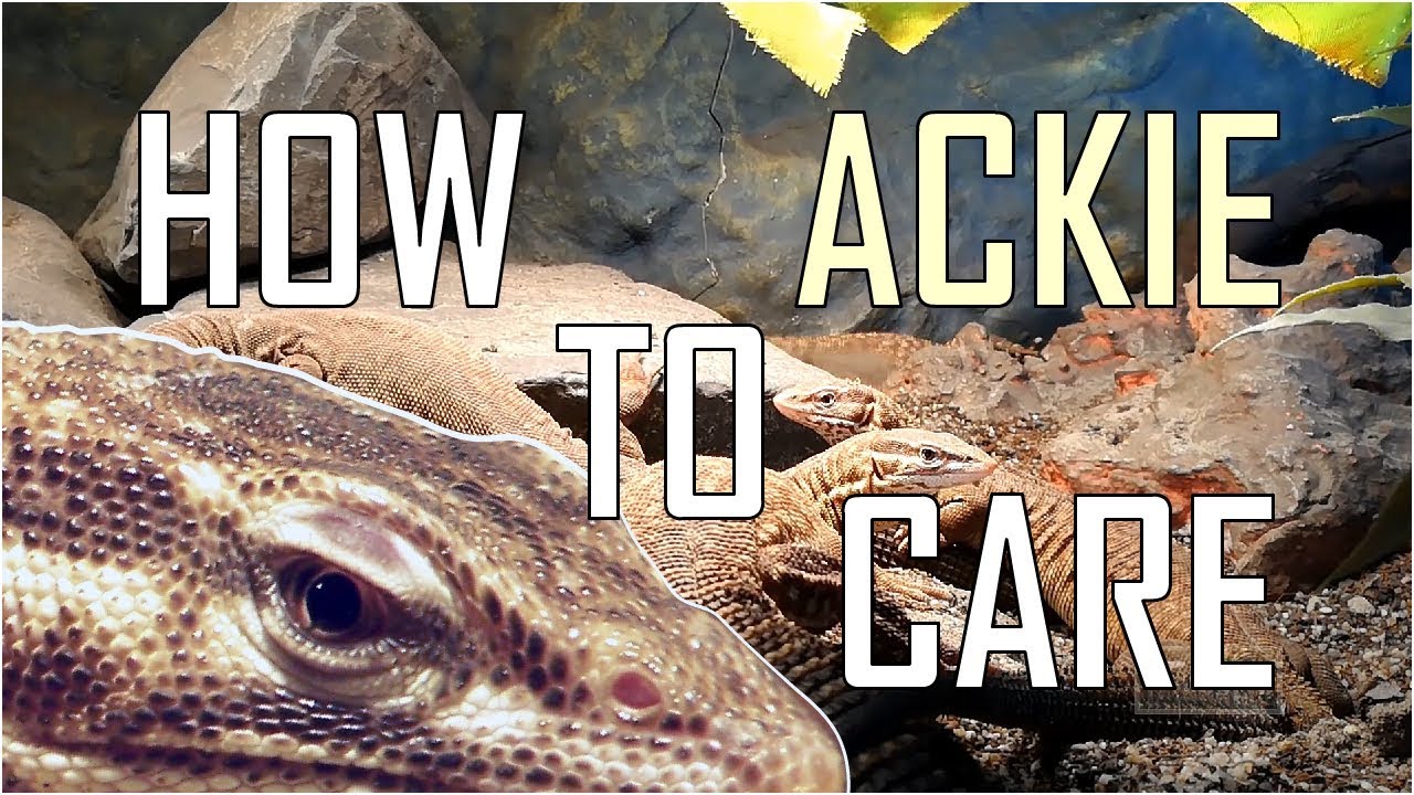Ackie Monitor (Varanus Acanthurus) BASIC CARE - ProjectPet - YouTube