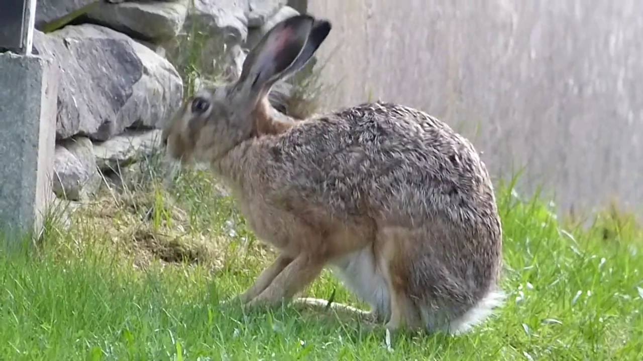 Hase Feldhase in der Natur - Hare Bunny - YouTube
