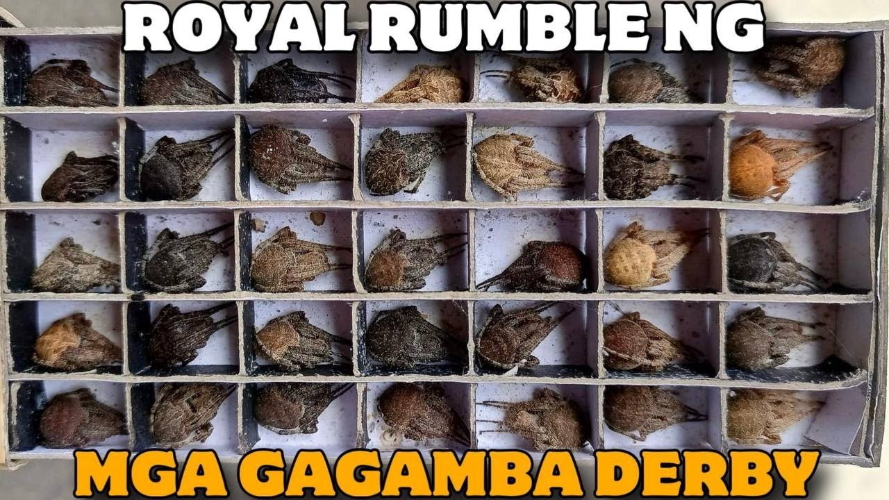 MATIRA MATIBAY NG MGA GAGAMBANG PANG DERBY - SPIDER FIGHT - YouTube