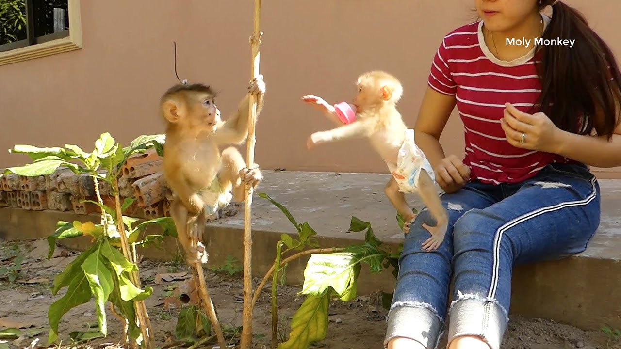 Wow Now Baby Moly Growing Day by Day And Super Strong | Moly Very Happy ...