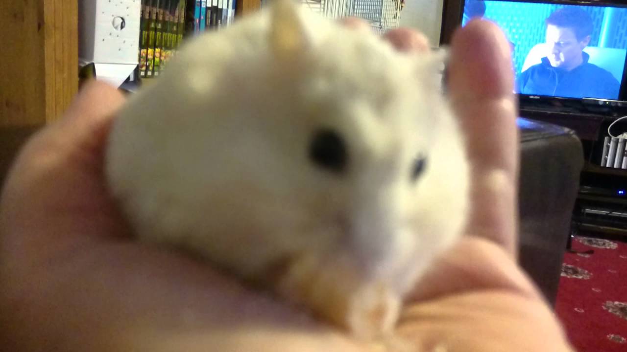Pickles the hamster eating. - YouTube